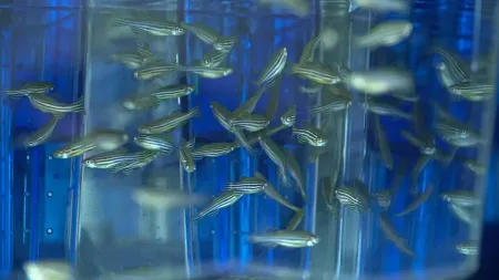 Research | Biology | Natural Sciences