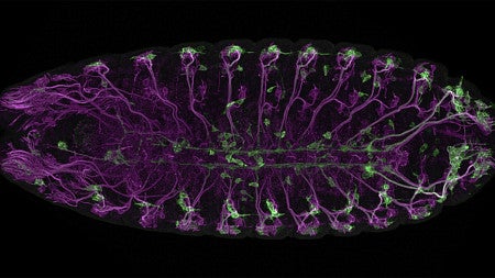 Biology | Natural Sciences